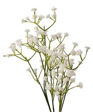 Ý nghĩa hoa bi Ý nghĩa hoa tươi