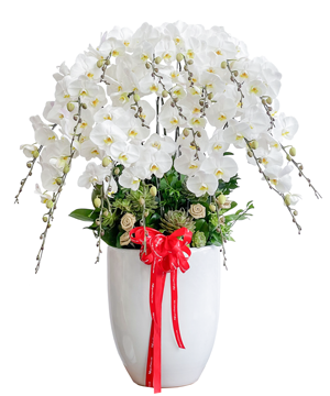 Lan hồ điệp Chậu hồ điệp trắng 18 cành Cây cảnh