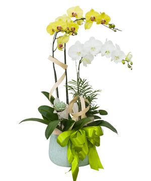 Lan hồ điệp Hồ điệp mix màu 03 Cây cảnh