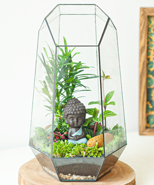 Terrarium Terrarium an yên Cây cảnh