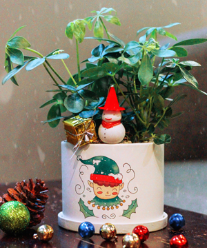 Christmas plants Christmas Elves Bonsai