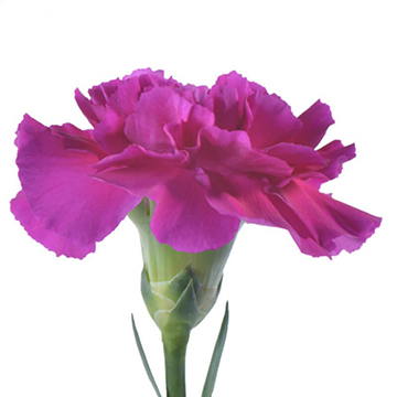 Cut flowers Carnation golem Hoa cách cành, hoa lẻ
