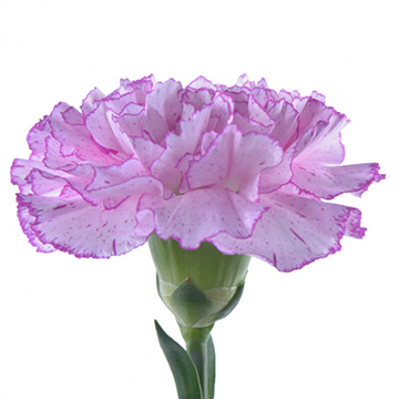 Cut flowers Carnation crono golem Hoa cách cành, hoa lẻ
