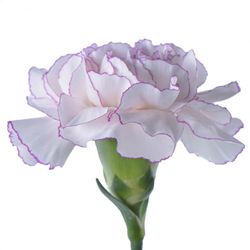 Cut flowers Carnation happy golem Hoa cách cành, hoa lẻ