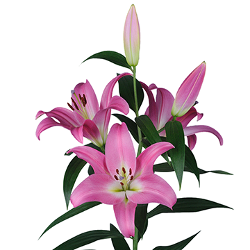 Cut flowers Lily competition Hoa cách cành, hoa lẻ