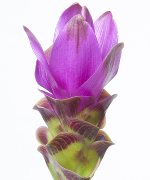 Cut flowers Curcuma siam shadow Hoa cách cành, hoa lẻ