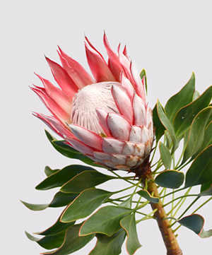 Cut flowers Protea Hoa cách cành, hoa lẻ
